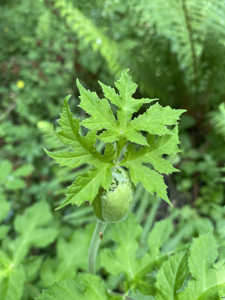 hogweed from Prestwich Forest Park, Manchester, England, GB on June 6 ...