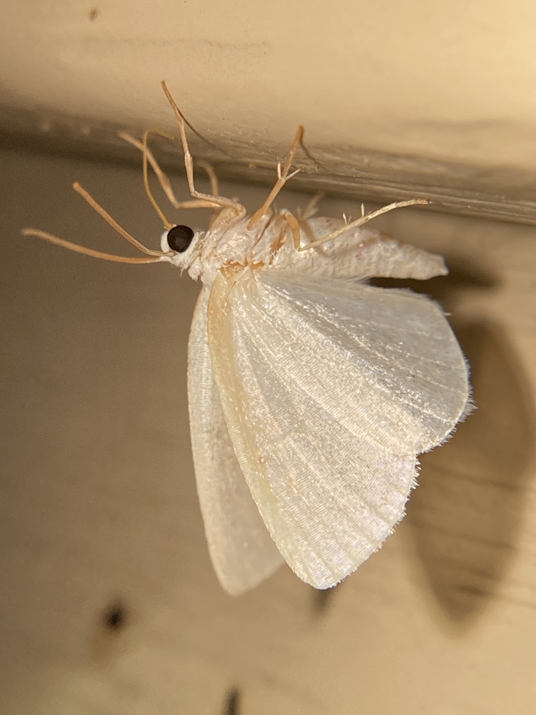 White Spring Moth from Preston County, WV, USA on June 5, 2024 at 10:44 ...