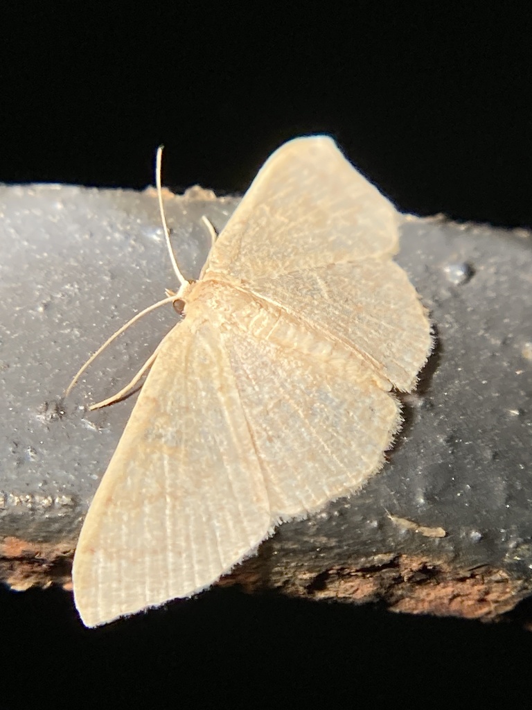Common Tan Wave from Preston County, WV, USA on June 5, 2024 at 10:47 ...