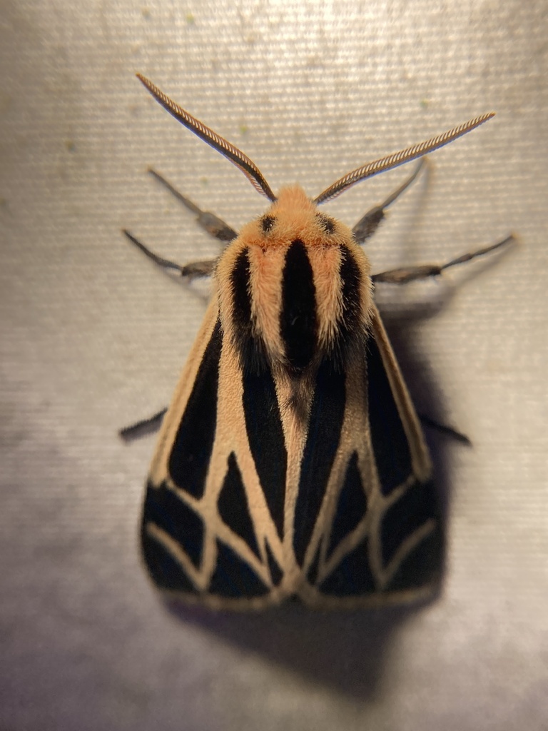 Apantesis from Preston County, WV, USA on June 5, 2024 at 11:09 PM by ...