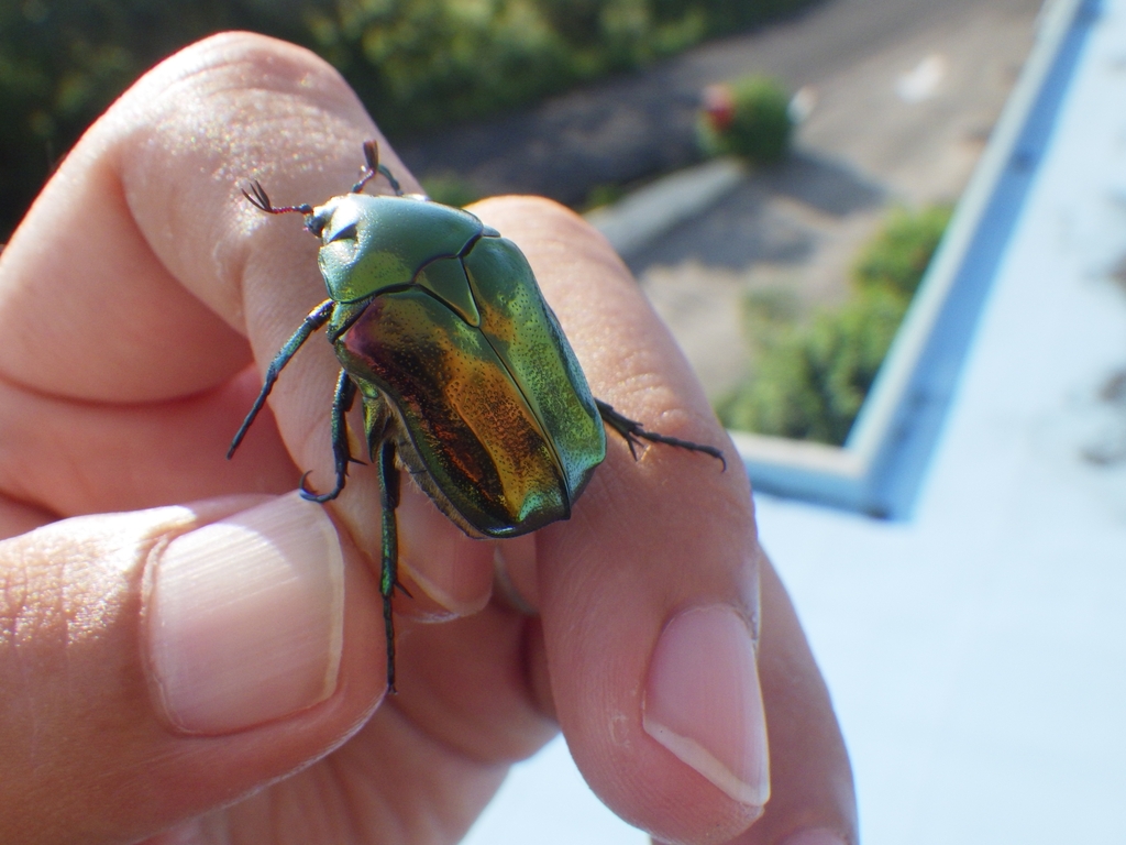 Midway emerald beetle in August 2018 by Shin.YD -iKBM · iNaturalist