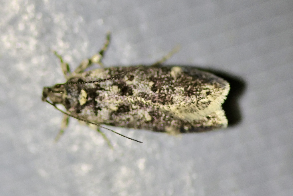 White-spotted Chionodes Moth from Long Island, New York, NY, US on June ...