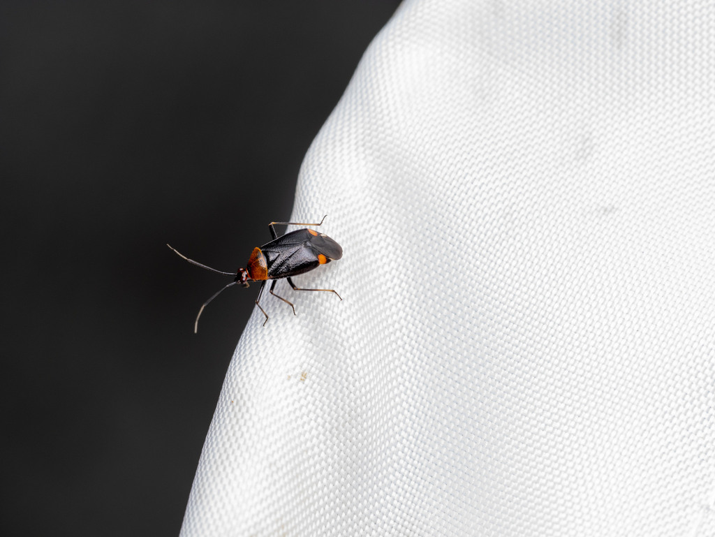 Deraeocoris ater from 中国浙江省杭州市淳安县 on May 11, 2024 at 03:12 PM by ...