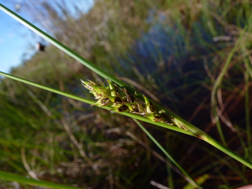 Variety Carex striata brevis · iNaturalist