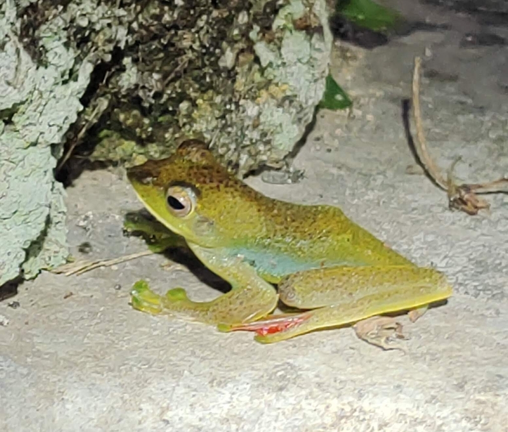 Malayan Flying Frog from Bukit Fraser, 49000 Bukit Fraser, Pahang ...