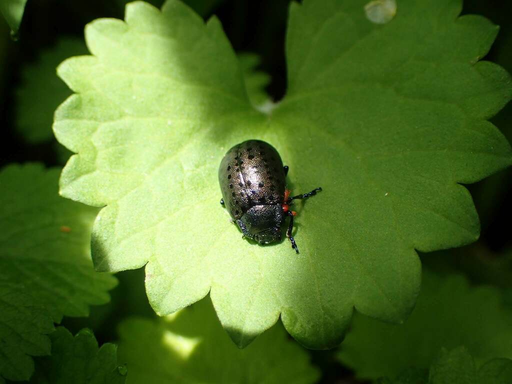Chrysolina exanthematica exanthematica in June 2018 by renshuchu ...