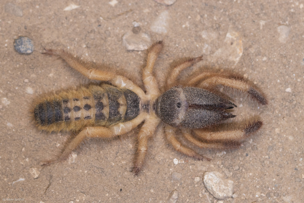 Rhagodidae from Israel on June 4, 2024 at 03:45 PM by yakov_salaviz ...