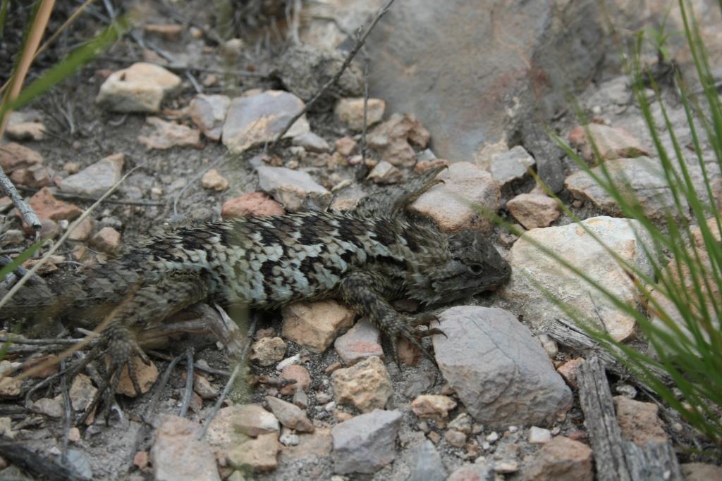 Eastern Spiny Lizard from Soledad de Graciano Sánchez, S.L.P., México ...