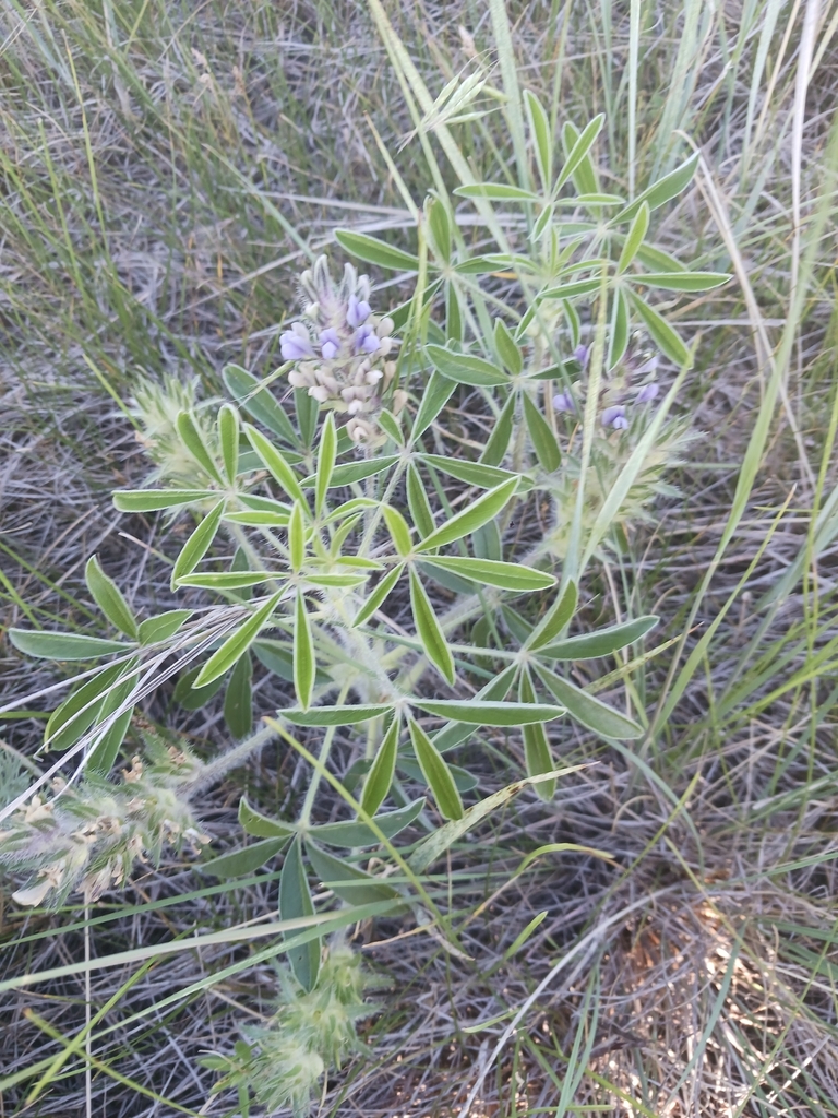 breadroot scurf pea in June 2024 by Sean Cozart · iNaturalist