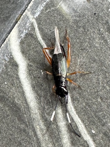 Acanthoplistus testaceus · iNaturalist