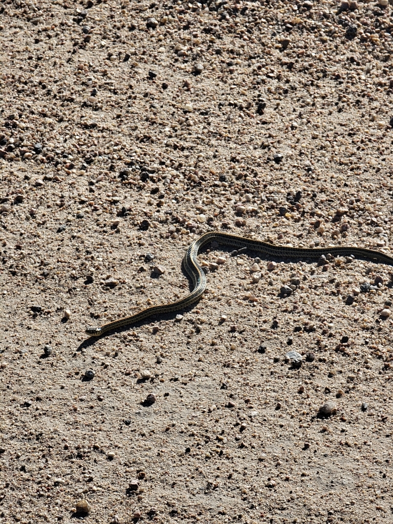 Plains Garter Snake in June 2024 by Joey Kellner. AOR · iNaturalist