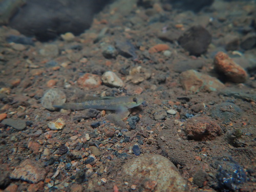 Sicydium hildebrandi · NaturaLista Colombia
