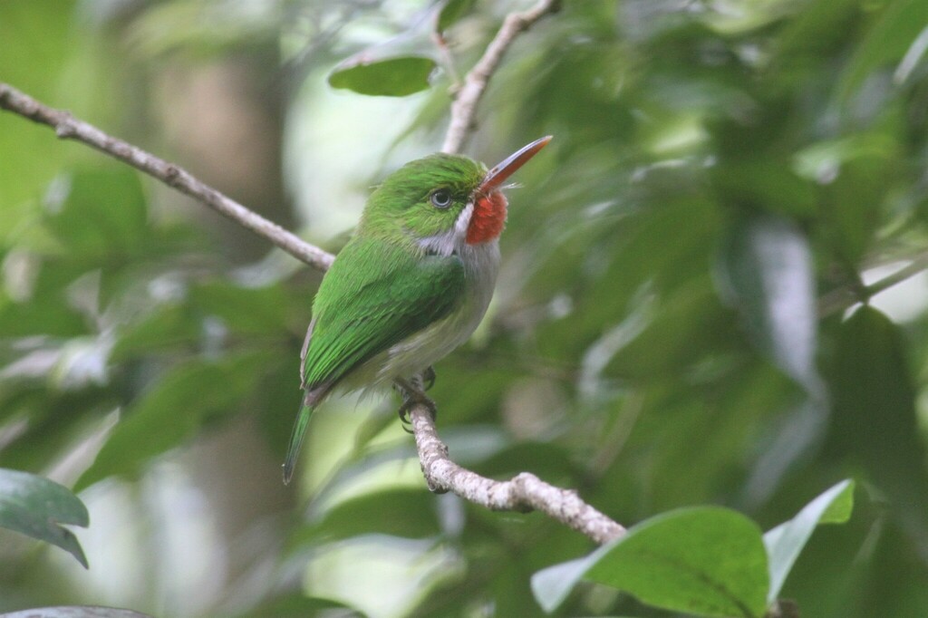 Puerto Rican Tody from Puerto Rico on March 31, 2012 at 07:55 AM by ...