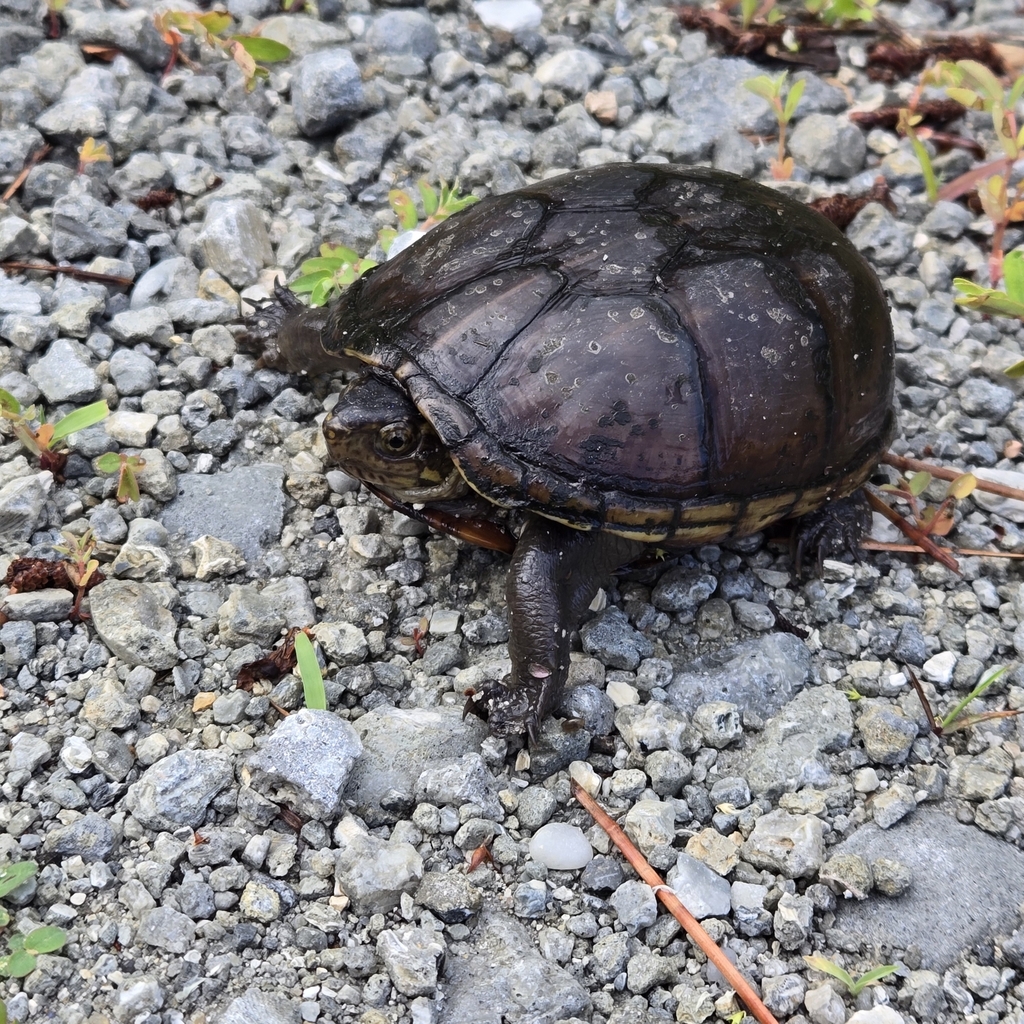 Eastern Mud Turtle from Pollocksville, NC 28573, USA on June 4, 2024 at ...