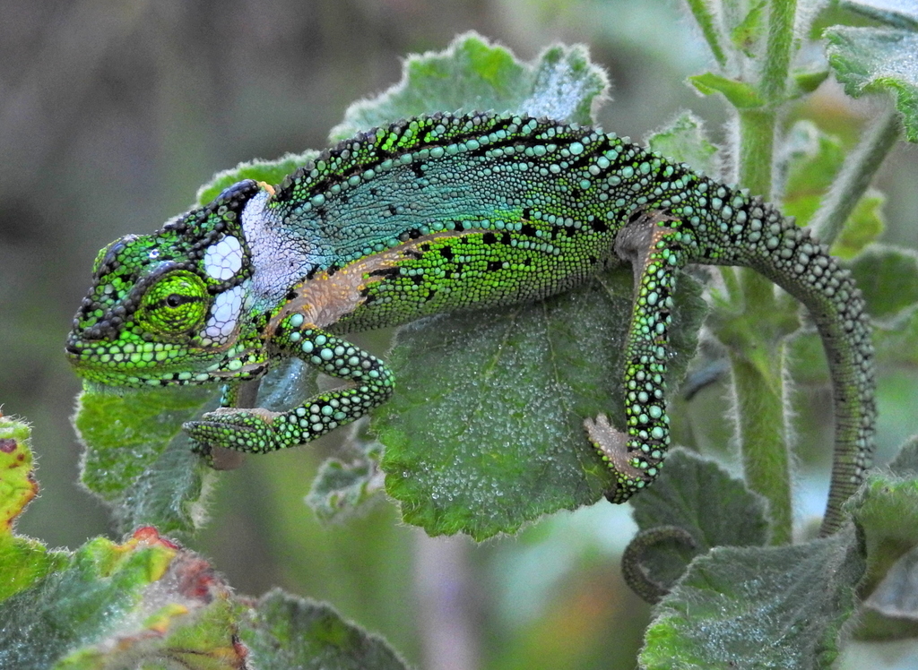 Knysna Dwarf Chameleon from Garden Route Botanical Garden on May 17 ...