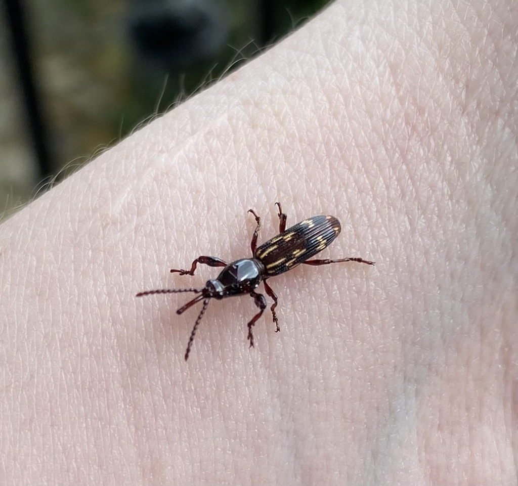 Oak Timberworm in June 2024 by entomolocee · iNaturalist