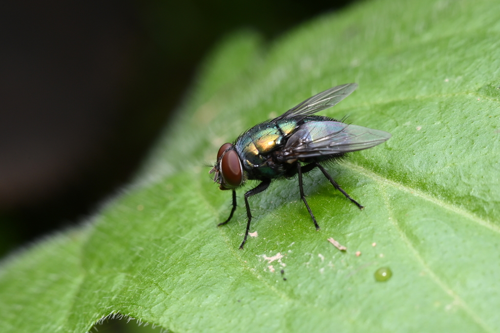 Lucilia hainanensis from 福建农林大学 on June 6, 2024 at 02:28 PM by tref ...