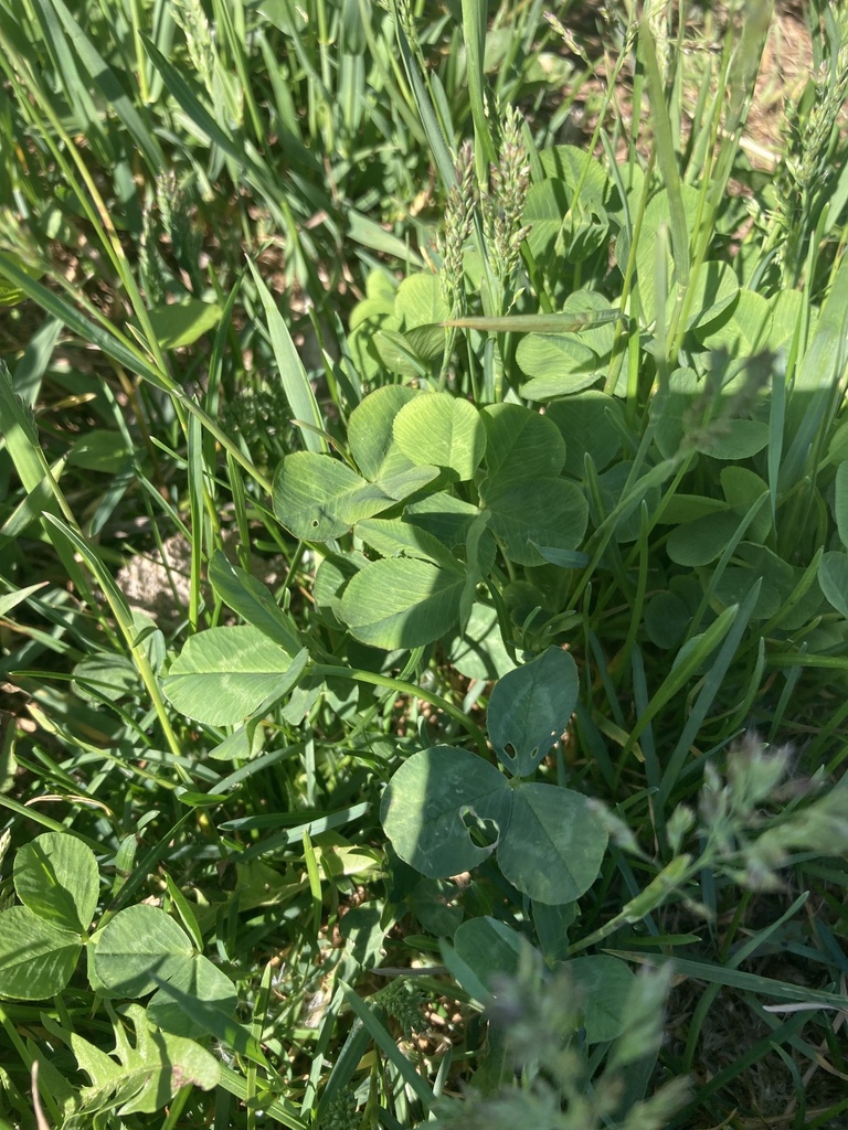 white clover from Alabaster Way, Halifax, NS, CA on June 05, 2024 at 09 ...