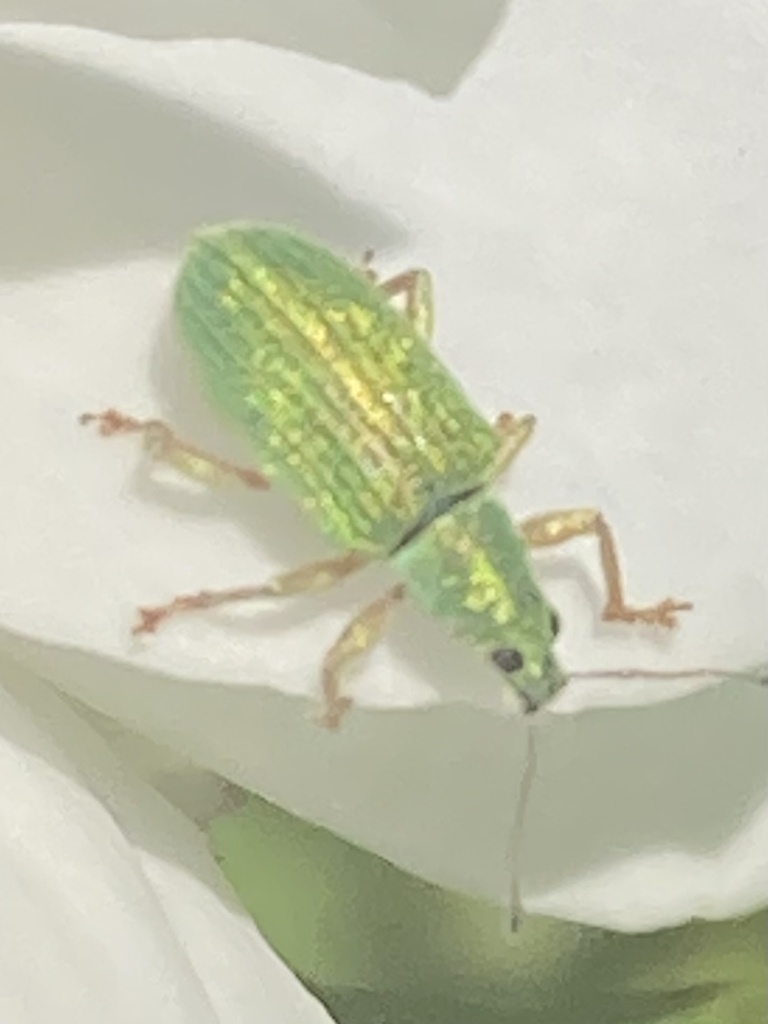 Green Immigrant Leaf Weevil from Square Amicie Lebaudy, Paris, Île-de ...