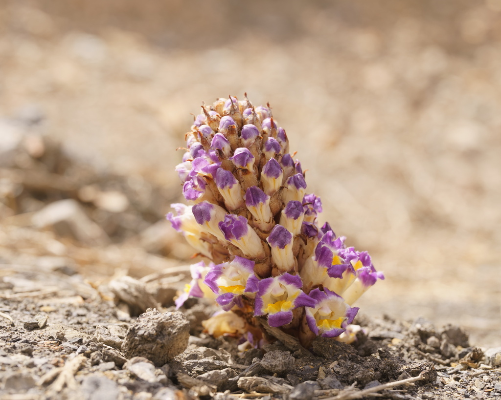 Cistanche salsa from 中国青海省海西蒙古族藏族自治州天峻县 on May 31, 2024 at 03:47 PM by ...