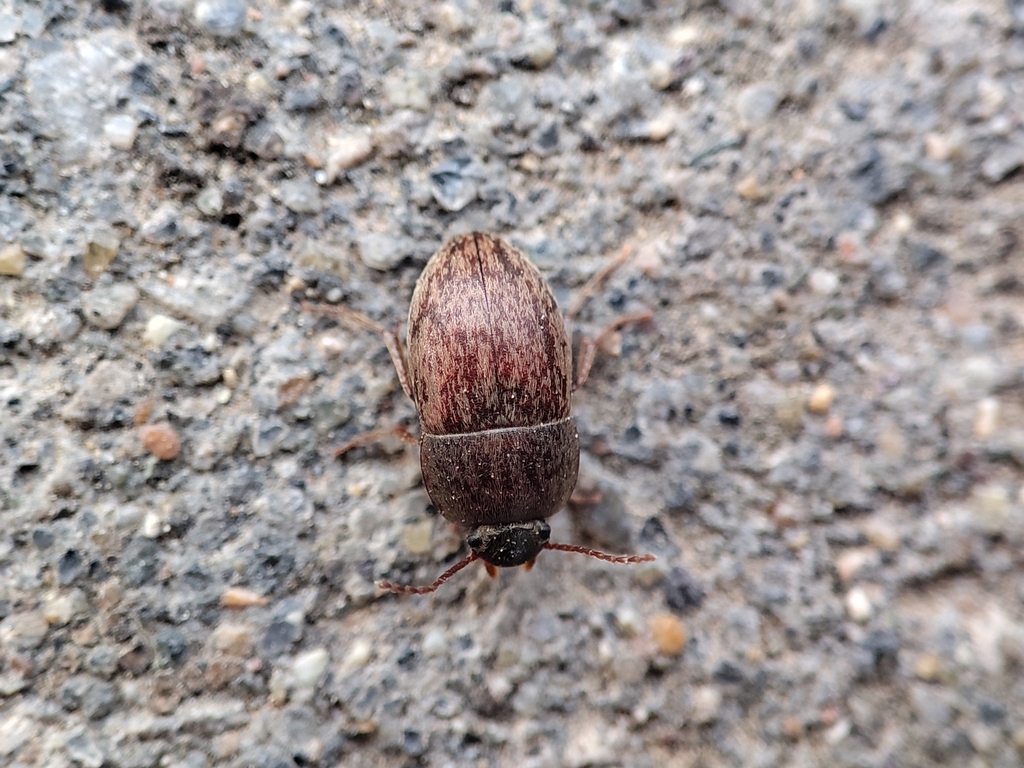 Crypticus rufipes from Beijing, Beijing, CN on June 6, 2024 at 05:47 PM ...