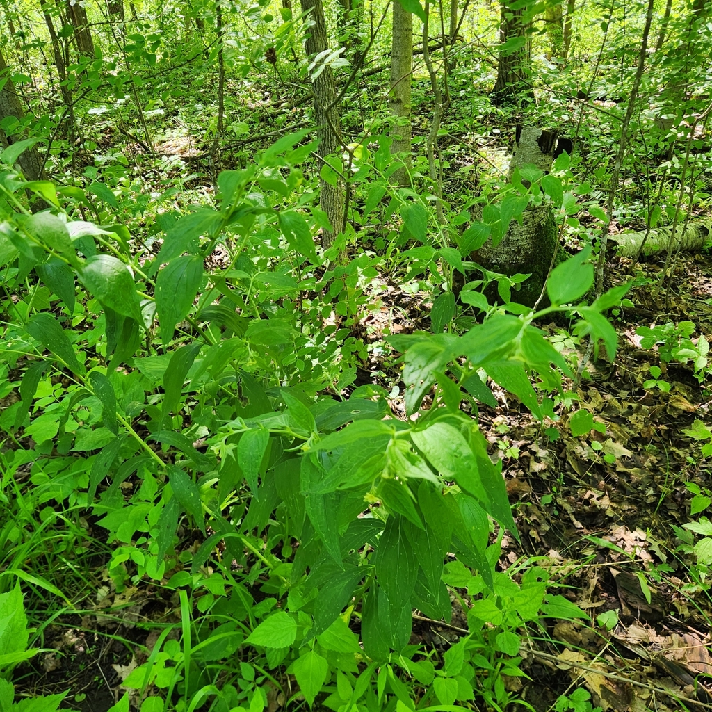 American gromwell from Saukville, WI, USA on June 5, 2024 at 02:31 PM ...
