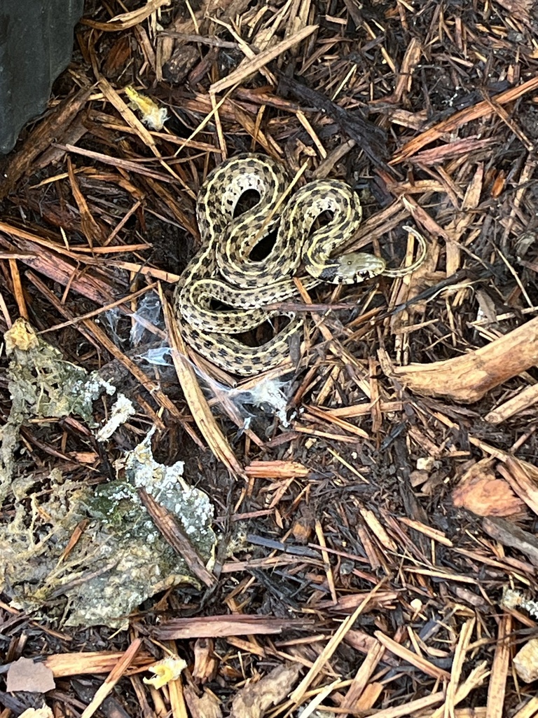 Checkered Garter Snake from FM-775, Seguin, TX, US on June 6, 2024 at ...
