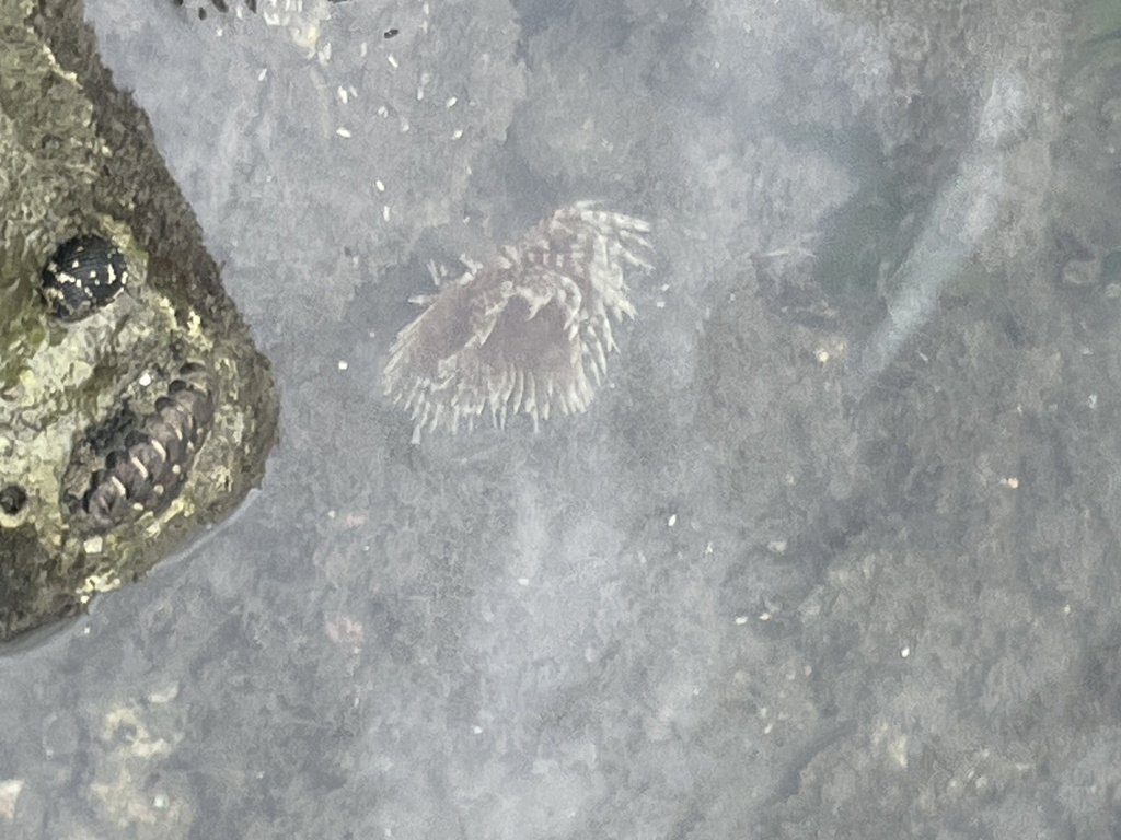Magnificent Feather Duster Worm from Puerto Rico, San Juan, PR, US on ...