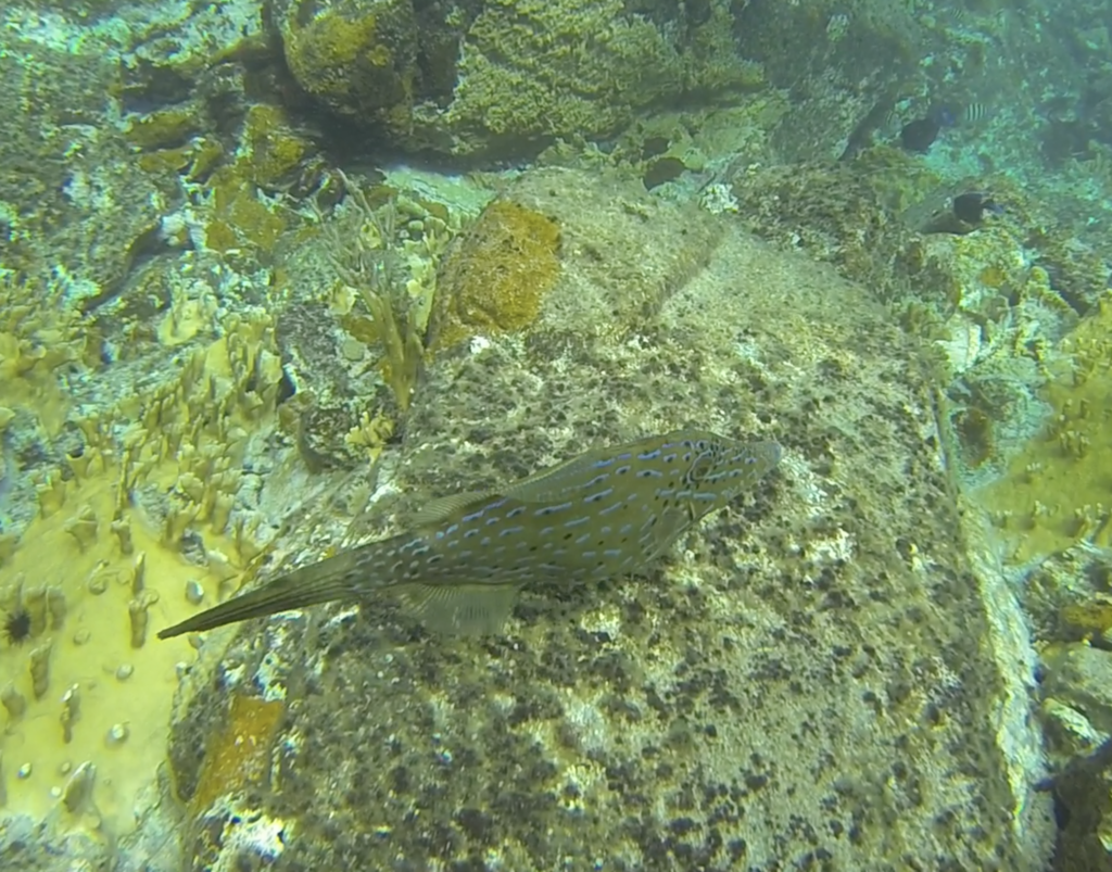 (Aluterus) - Marine Life Identification