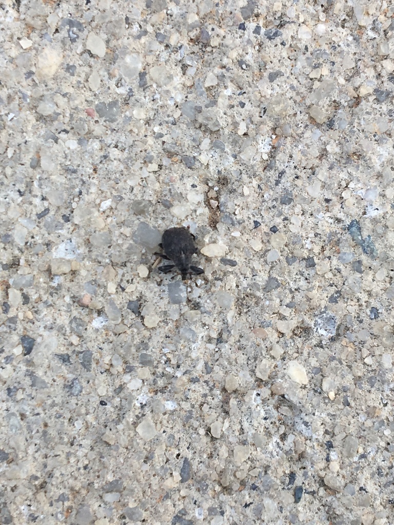 Yellow Poplar Weevil from Quincy Cottage Rd, Hillsborough, NC, US on ...