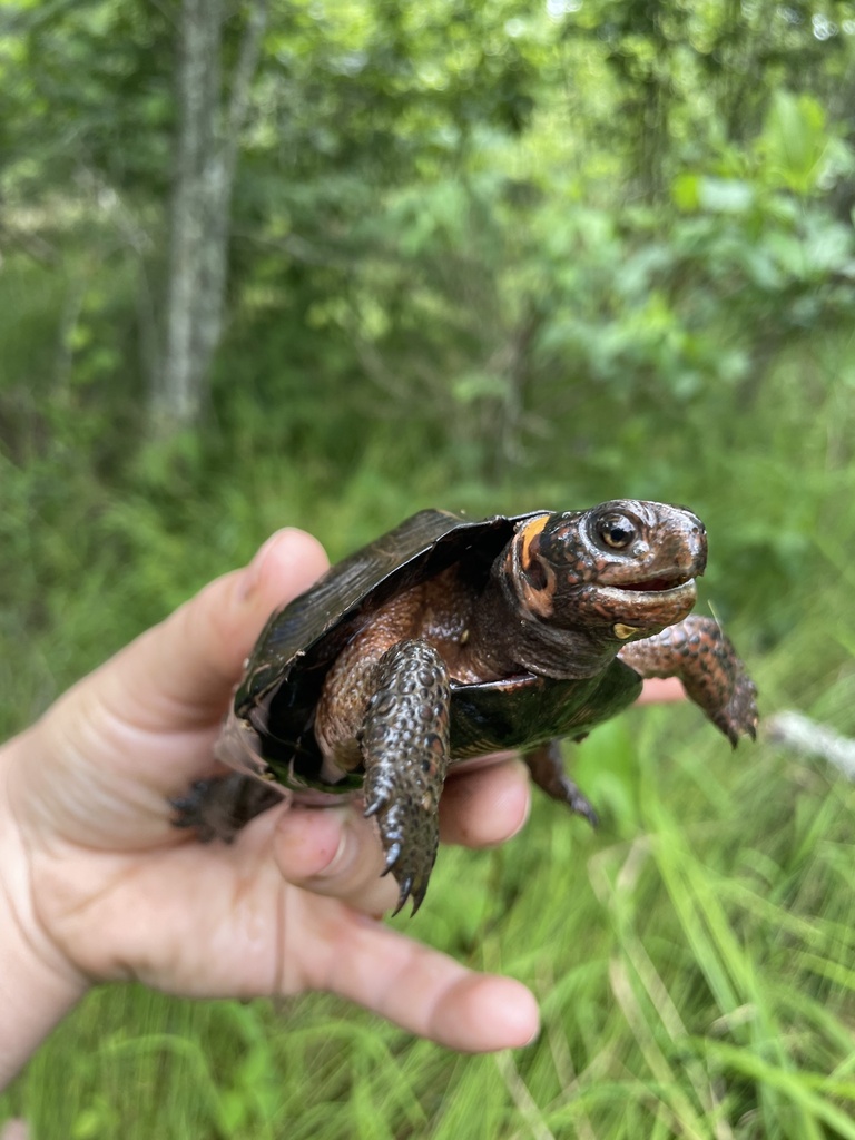Bog Turtle in May 2024 by iwasinarush · iNaturalist
