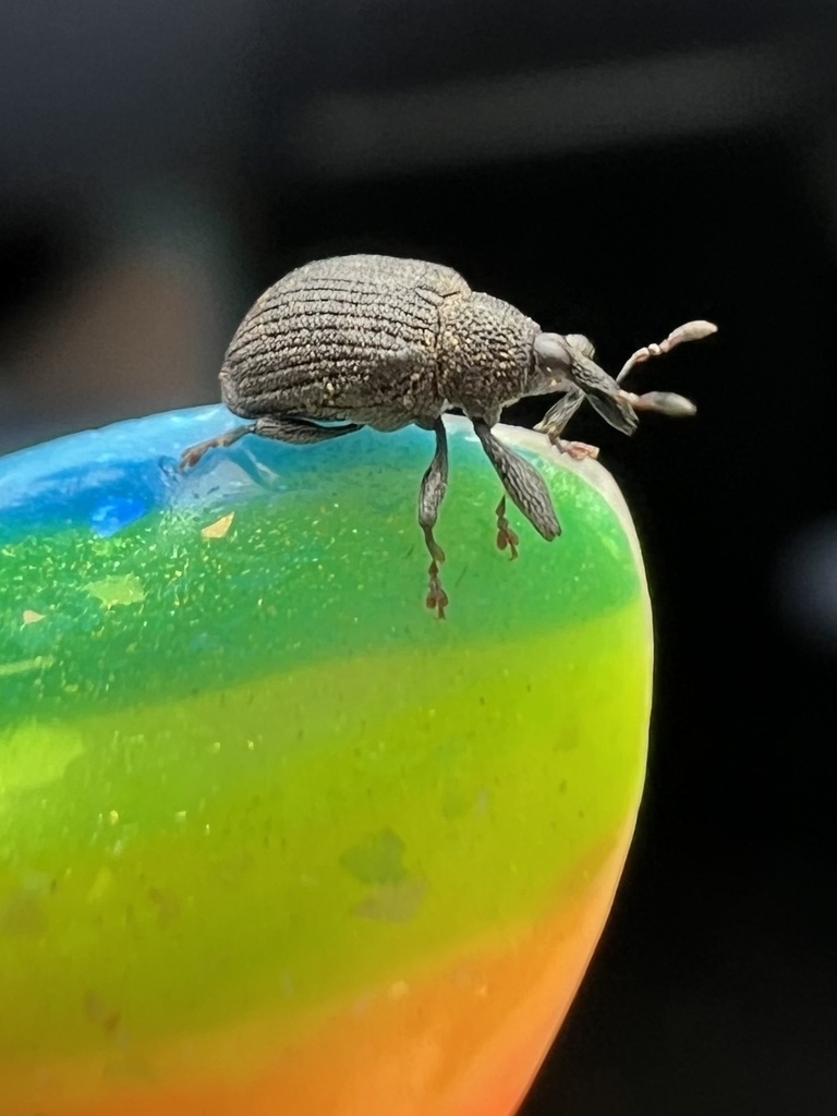 Yellow Poplar Weevil from Dulles Access Rd, McLean, VA, US on June 6 ...