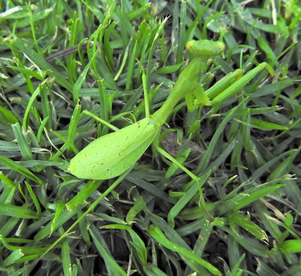 South African Mantis from Garden Route Botanical Garden on May 17, 2019 ...