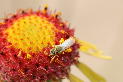 Coreopsis Fairy Bee (Perdita coreopsidis)
