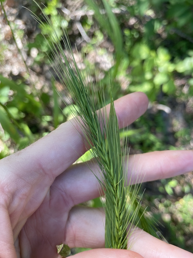 hairy wild rye from US-71, West Fork, AR, US on June 6, 2024 at 09:29 ...