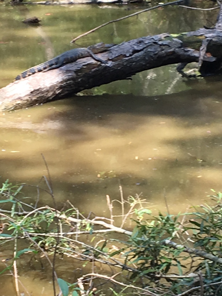 American Alligator from Santee National Wildlife Refuge, Summerton, SC ...