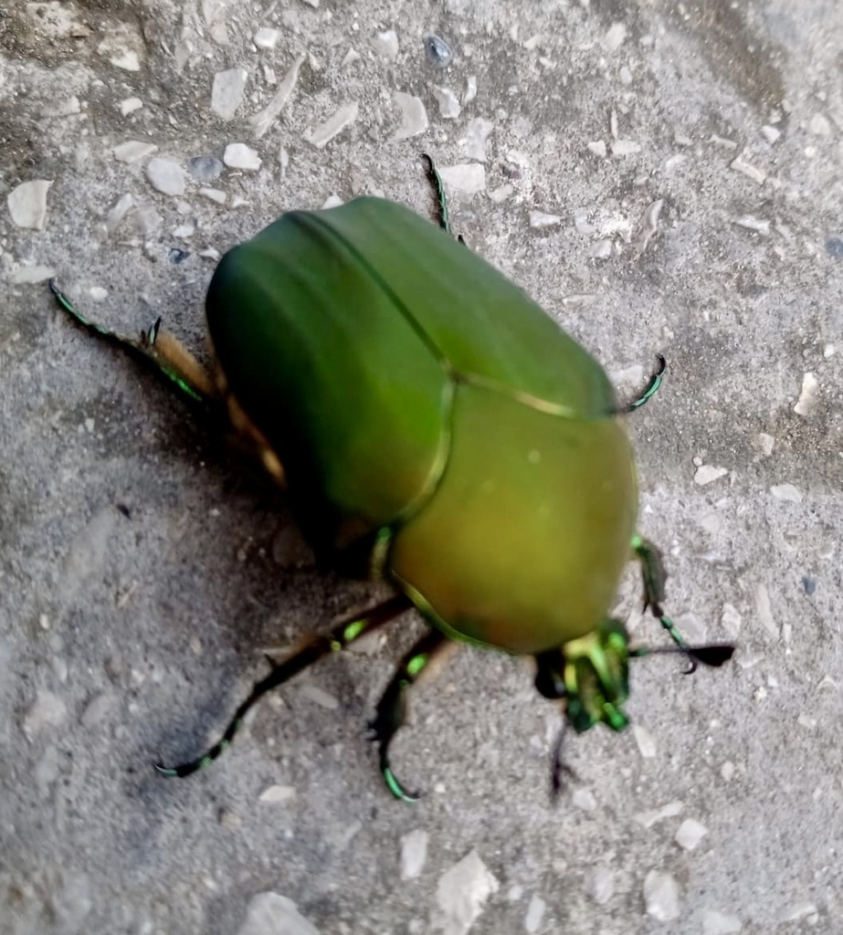 Figeater Beetle in June 2024 by TeamTzibim · iNaturalist