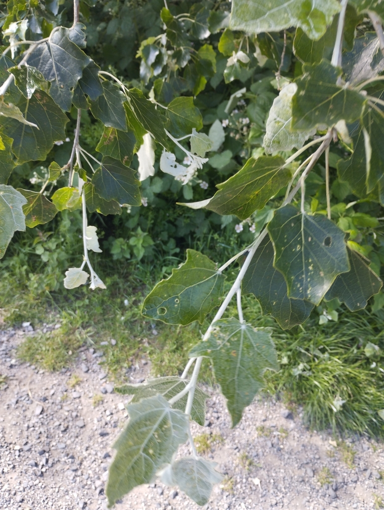white poplar from Southport, UK on June 6, 2024 at 04:21 PM by Gabriel ...
