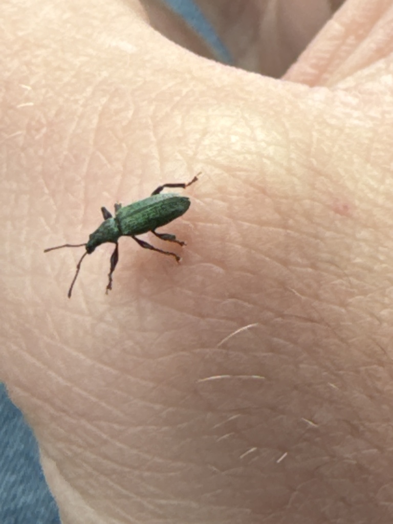 Arborvitae Weevil from Long Island, Huntington, NY, US on June 6, 2024 ...