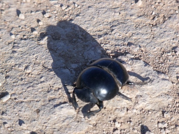 Cape Flightless Dung Beetle from Addo Elephant National Park, South ...
