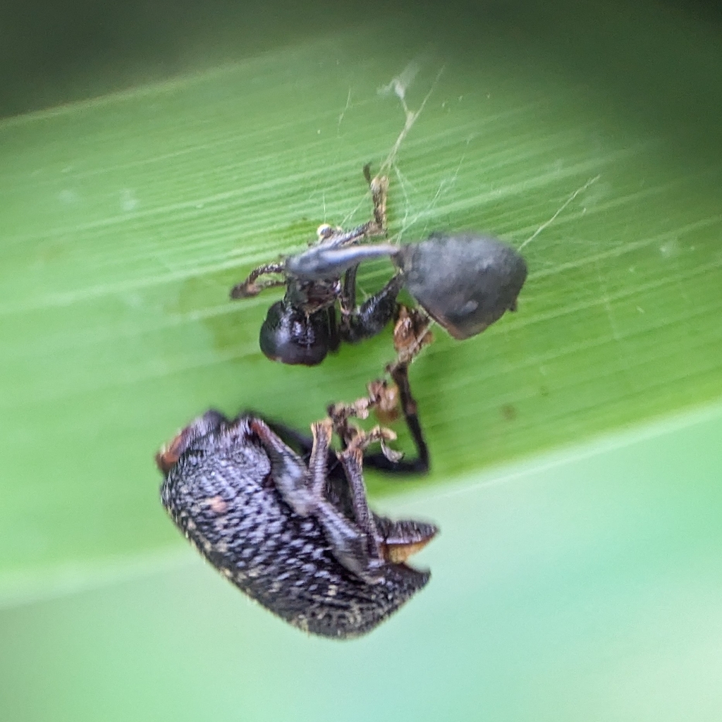 Black Vine Weevil from Ithaca, NY, USA on June 6, 2024 at 11:58 AM by ...