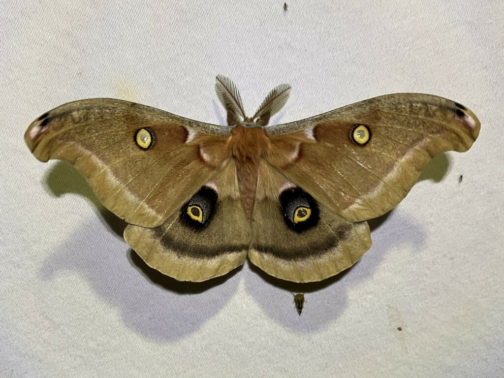Polyphemus Moth from Coventry, CT, USA on June 3, 2024 at 11:29 PM by ...