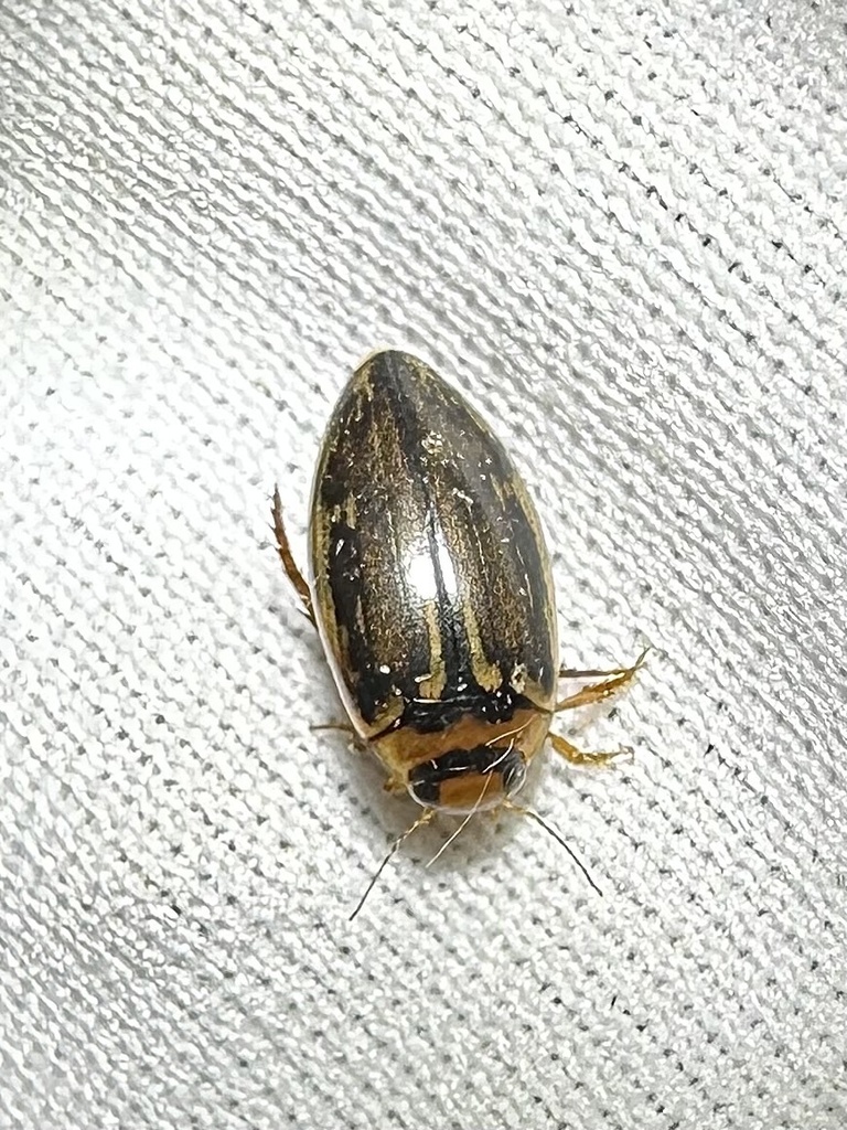 Coptotomus longulus lenticus from Shipshaw, Saguenay, QC, CA on June 5 ...