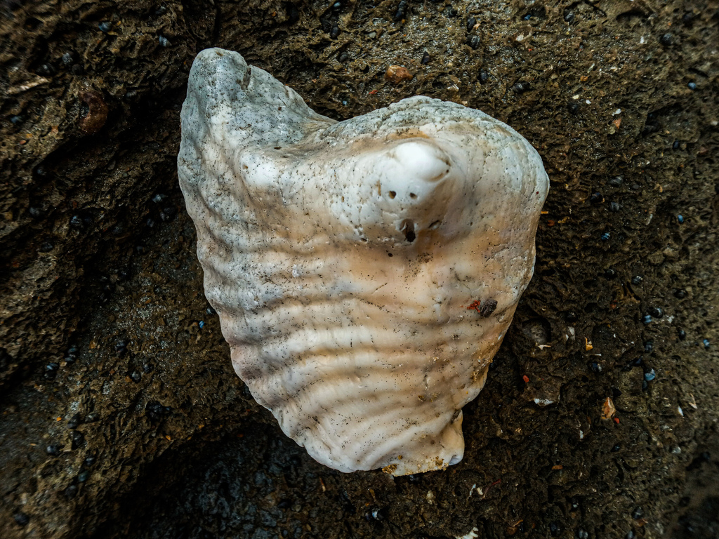 Peruvian conch from Los Esteros, Manta, Ecuador on April 20, 2024 at 05 ...