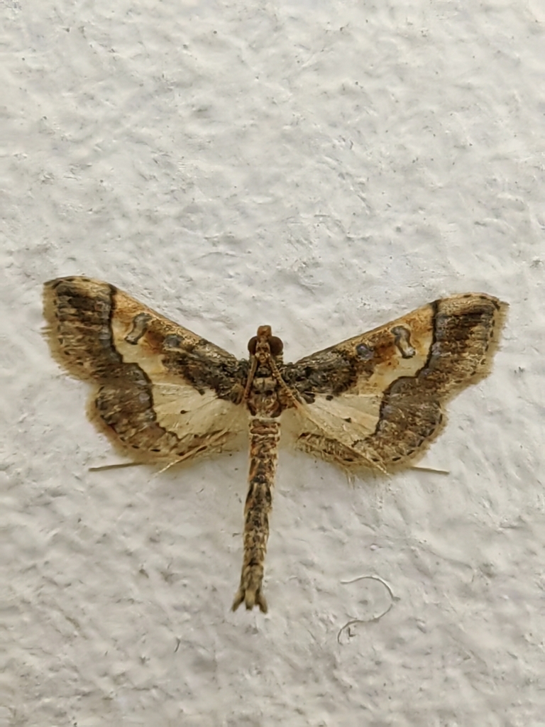 Ornate Hydriris Moth from Constantine، الجزائر on June 6, 2024 at 10:19 ...