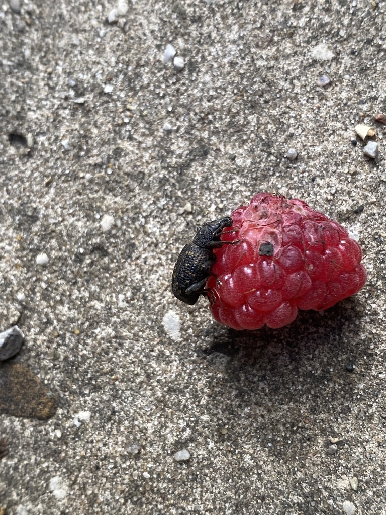 Black Vine Weevil in June 2024 by Robb Telfer · iNaturalist