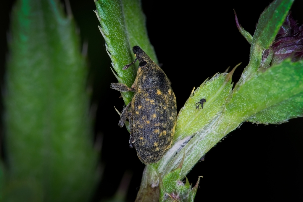 Turbine Cylindrical Weevil from 2325 Himberg bei Wien, Österreich on ...