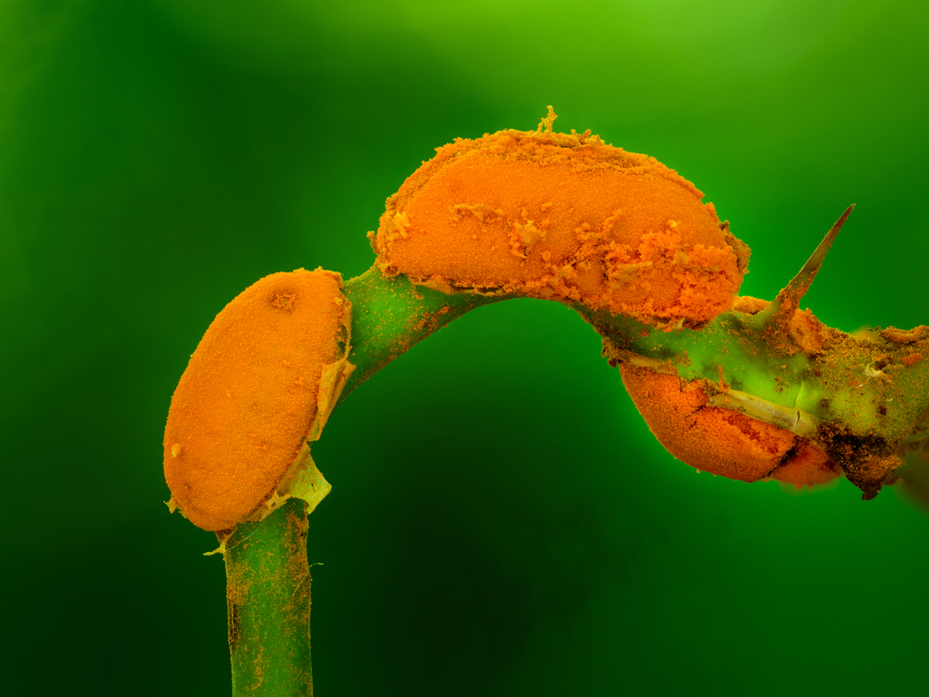 Multiflora rose rust from Ardenwald, Milwaukie, OR, USA on June 5, 2024 ...