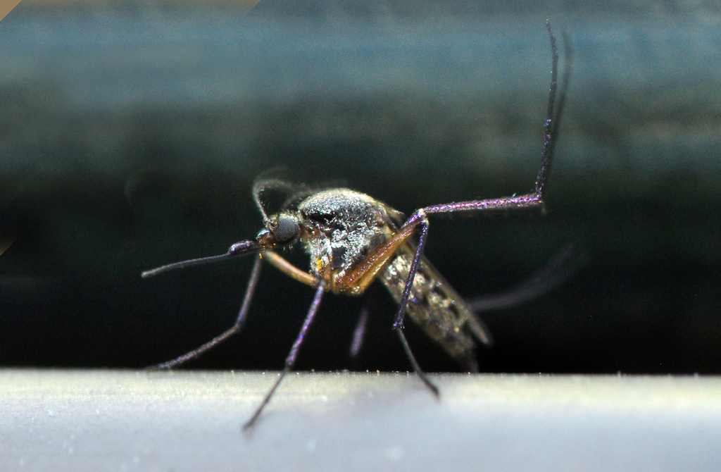 Psorophora cyanescens from Pontotoc County, OK, USA on October 20, 2000 ...