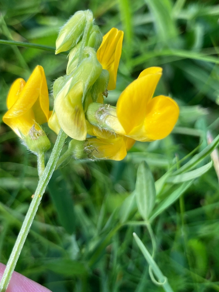 meadow pea from Liverpool Heart and Chest Hospital, Liverpool, England ...